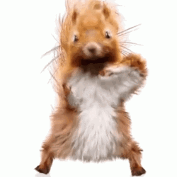 Dancing Squirrel GIFs | GIFDB.com