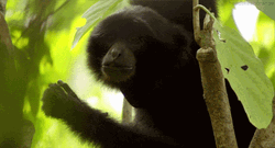 Gibbon GIFs | GIFDB.com