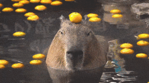 Capybara Gif File 1752kb GIF | GIFDB.com