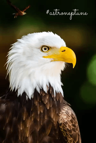 American Eagle Portrait GIF | GIFDB.com