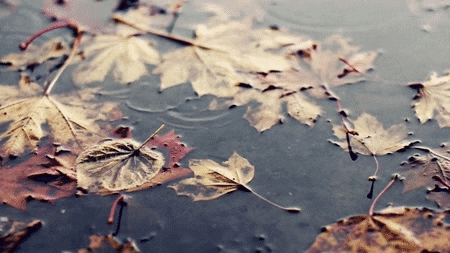 Autumn Rainfall GIF | GIFDB.com