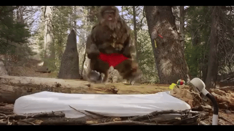 Baby Bigfoot Jumping On A Bed GIF | GIFDB.com