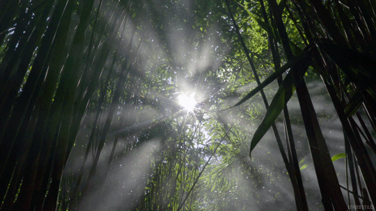 Bamboo Forest Low Angle GIF | GIFDB.com