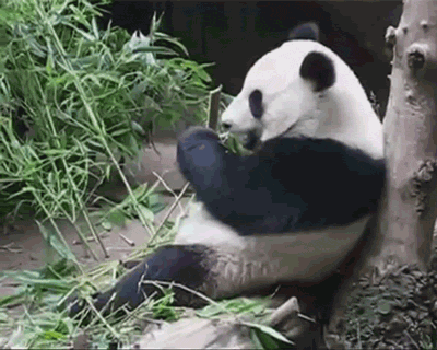 Bamboo Panda Meal GIF | GIFDB.com
