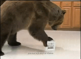 Bear Trying To Destroy A Box GIF | GIFDB.com