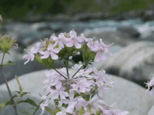 Beautiful Flower Happy Sabbath GIF | GIFDB.com