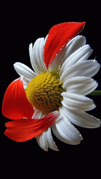 Beautiful Flowers Petals Falling Common Daisy GIF | GIFDB.com