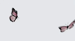 Beautiful Pink Butterflies GIF | GIFDB.com