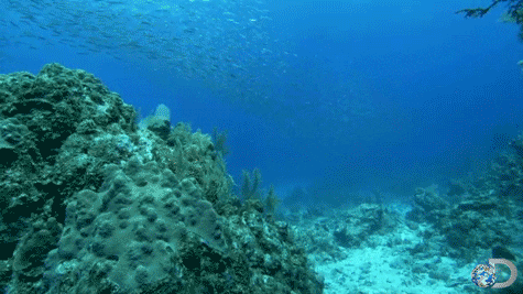Belize Marine Life GIF | GIFDB.com