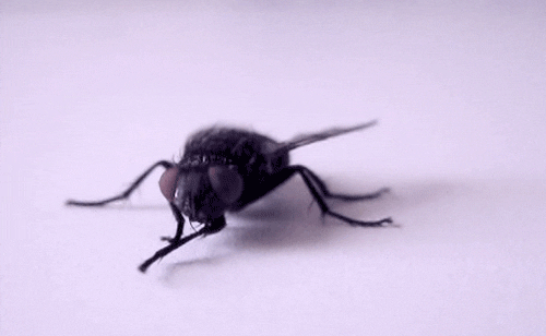Big Housefly Insect GIF | GIFDB.com