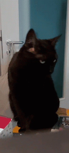 Black Cat Meow GIF | GIFDB.com