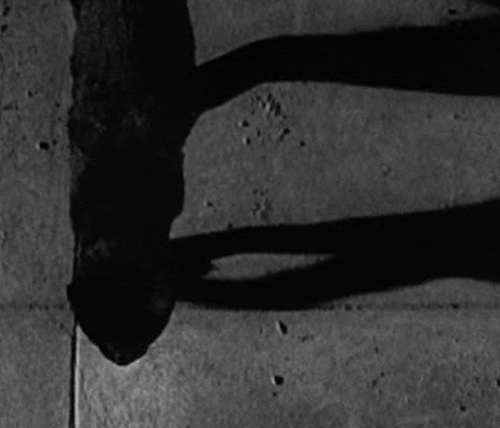 Black Cat Walking Shadow GIF | GIFDB.com
