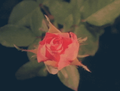 Blooming Rose Garden Flower GIF | GIFDB.com