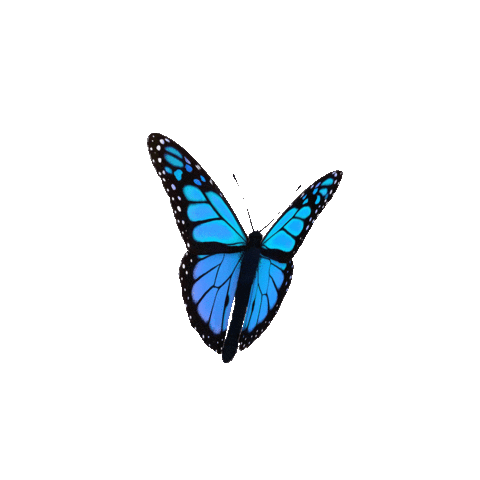 Blue Monarch Butterfly Sticker GIF | GIFDB.com