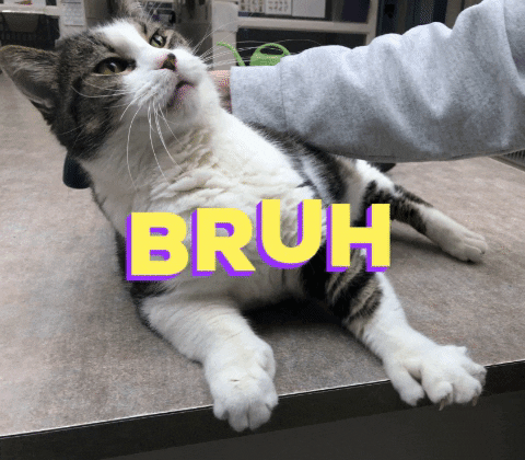 Bruh Cat Reaction GIF | GIFDB.com