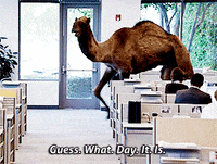 Camel Coming On Office Hump Day GIF | GIFDB.com