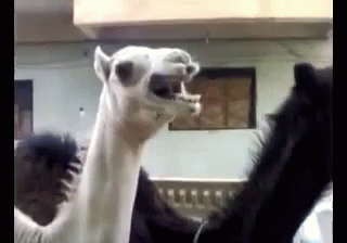 Camel Funny Hysterical Laugh GIF | GIFDB.com