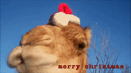 Camel Merry Christmas Wish GIF | GIFDB.com