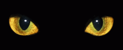 Cartoon Cat Opening Eyes GIF | GIFDB.com