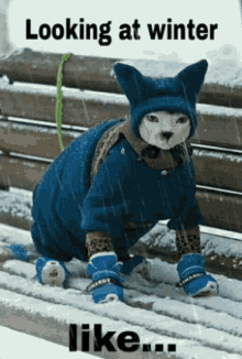 Cat And Cold Weather Meme GIF | GIFDB.com