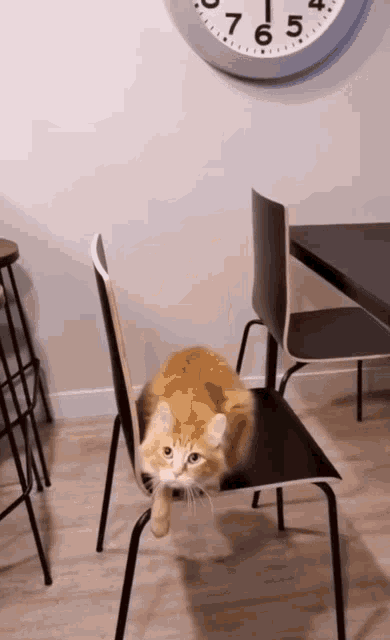 Cat Dancing Cool Chair Standing Wiggle GIF | GIFDB.com