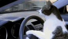 Cat Driving For A Race GIF | GIFDB.com