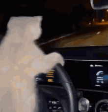 Cat Driving Nervously GIF | GIFDB.com