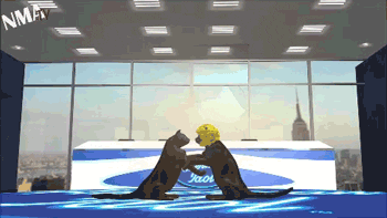 Cat Fight In Stage GIF | GIFDB.com