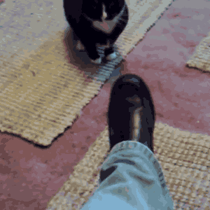 Cat Fight With Shoe GIF | GIFDB.com
