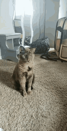 Cat Filing Nails No Take It Away From Me GIF | GIFDB.com