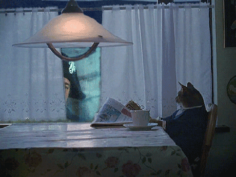 Cat House Funny Russell Crowe GIF | GIFDB.com