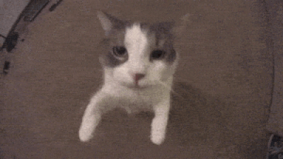 Cat Kiss Camera GIF | GIFDB.com