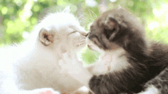 Cat Kiss Kitten Play GIF | GIFDB.com