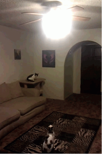 Cat Learning To Turn Lights Off GIF | GIFDB.com