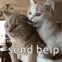 Cat Send Help Looks GIF | GIFDB.com