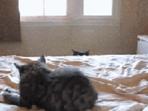 Cat Stalker Plotting GIF | GIFDB.com