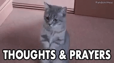 Cat Thoughts And Prayers Praying GIF | GIFDB.com