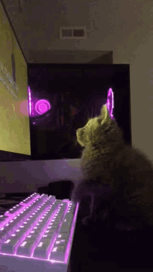 Cat Typing On Keyboard GIF | GIFDB.com
