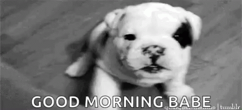 Charming American Bulldog Good Morning Puppy GIF | GIFDB.com