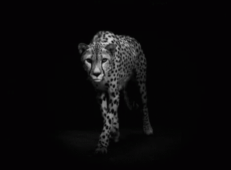 Cheetah Walking Black And White GIF | GIFDB.com