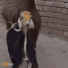 Chill Walking Goats GIF | GIFDB.com