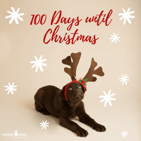 Christmas Dog 100 Days Until Christmas GIF | GIFDB.com