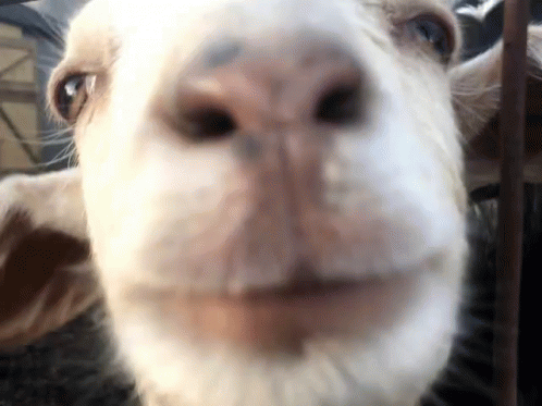 Close Up Funny Goat Face GIF | GIFDB.com