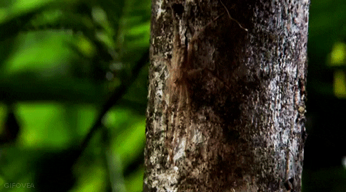 Cockroach Climbing A Tree GIF | GIFDB.com