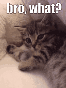 Confused Cat Looking Away GIF | GIFDB.com