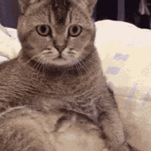 Confused Cat Taking Double Look GIF | GIFDB.com