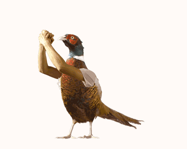 Congratulation Ring-necked Pheasant Flexing Muscle GIF | GIFDB.com