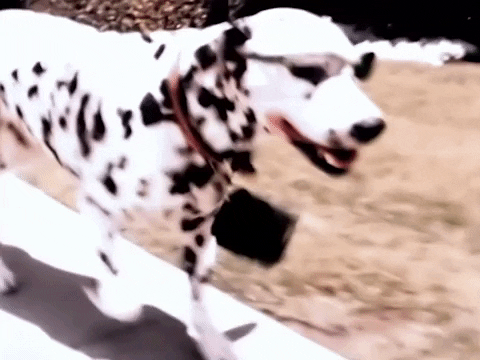 Cool Running Dalmatian Dog GIF | GIFDB.com