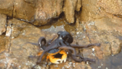 Crab Attacked By Octopus GIF | GIFDB.com