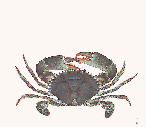 Crab Old Bay Cartoon GIF | GIFDB.com
